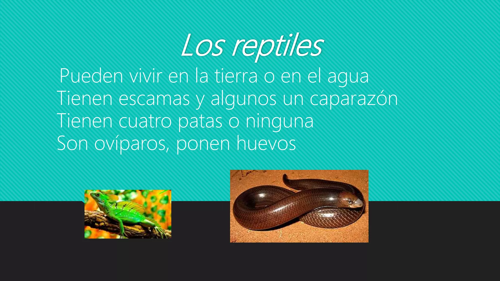 LOS CINCO GRUPOS DE VERTEBRADOS. | PPTX | Reptiles | Pets