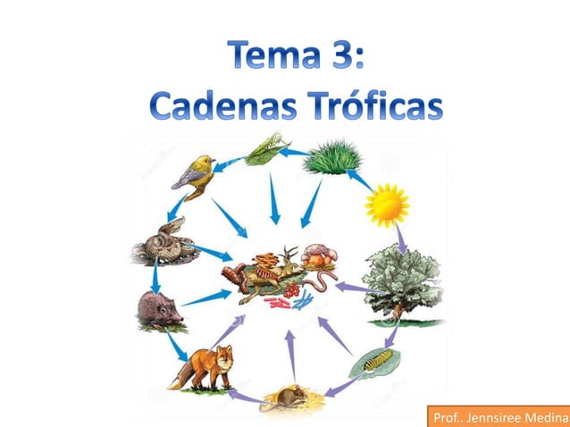 Tema 3 Cadenas Tróficas Ppt