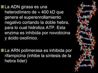 Tema 3 Replicación del ADN | PPT