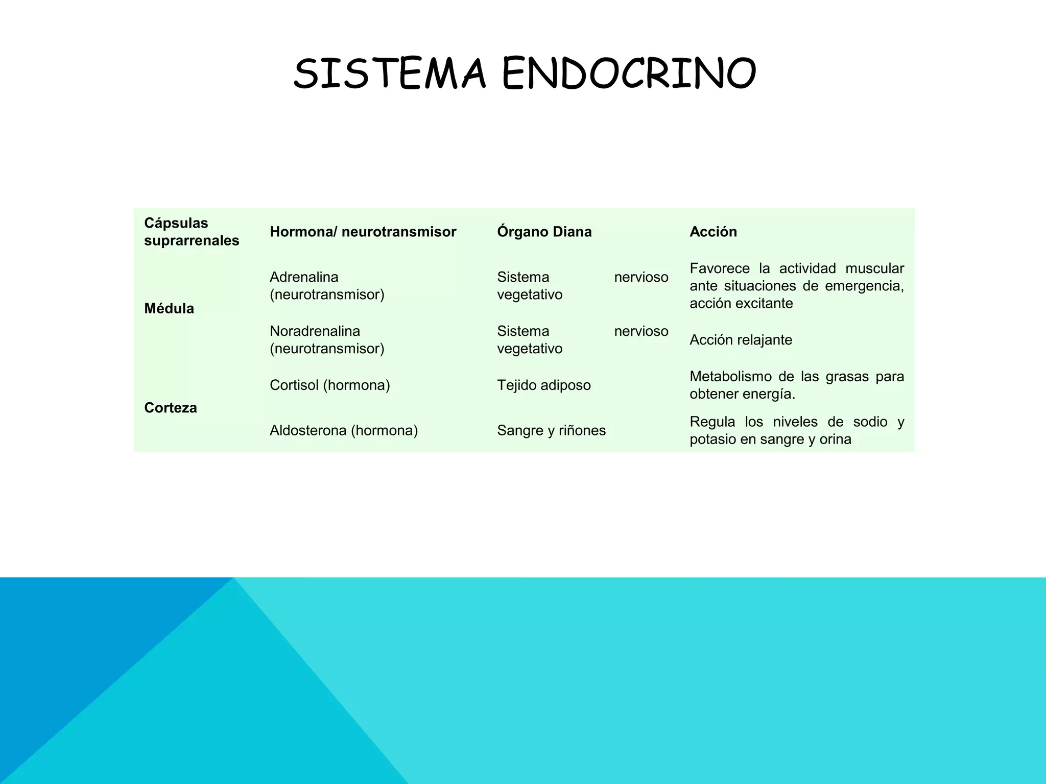 sistema endocrino | PPTX