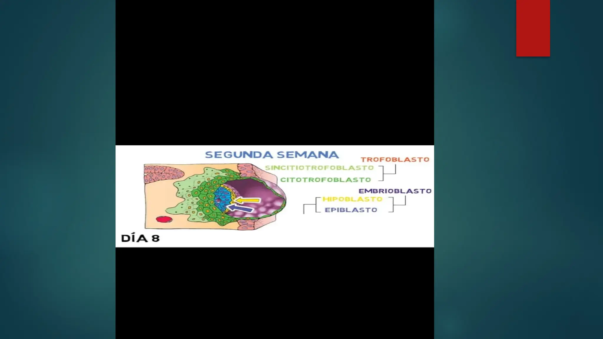 TEMA 3 SEGUNDA SEMANA DEL DESARROLLO.pptx