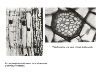 floema | PDF