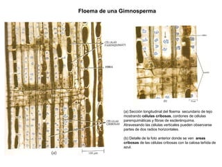floema | PDF
