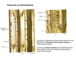 floema | PDF