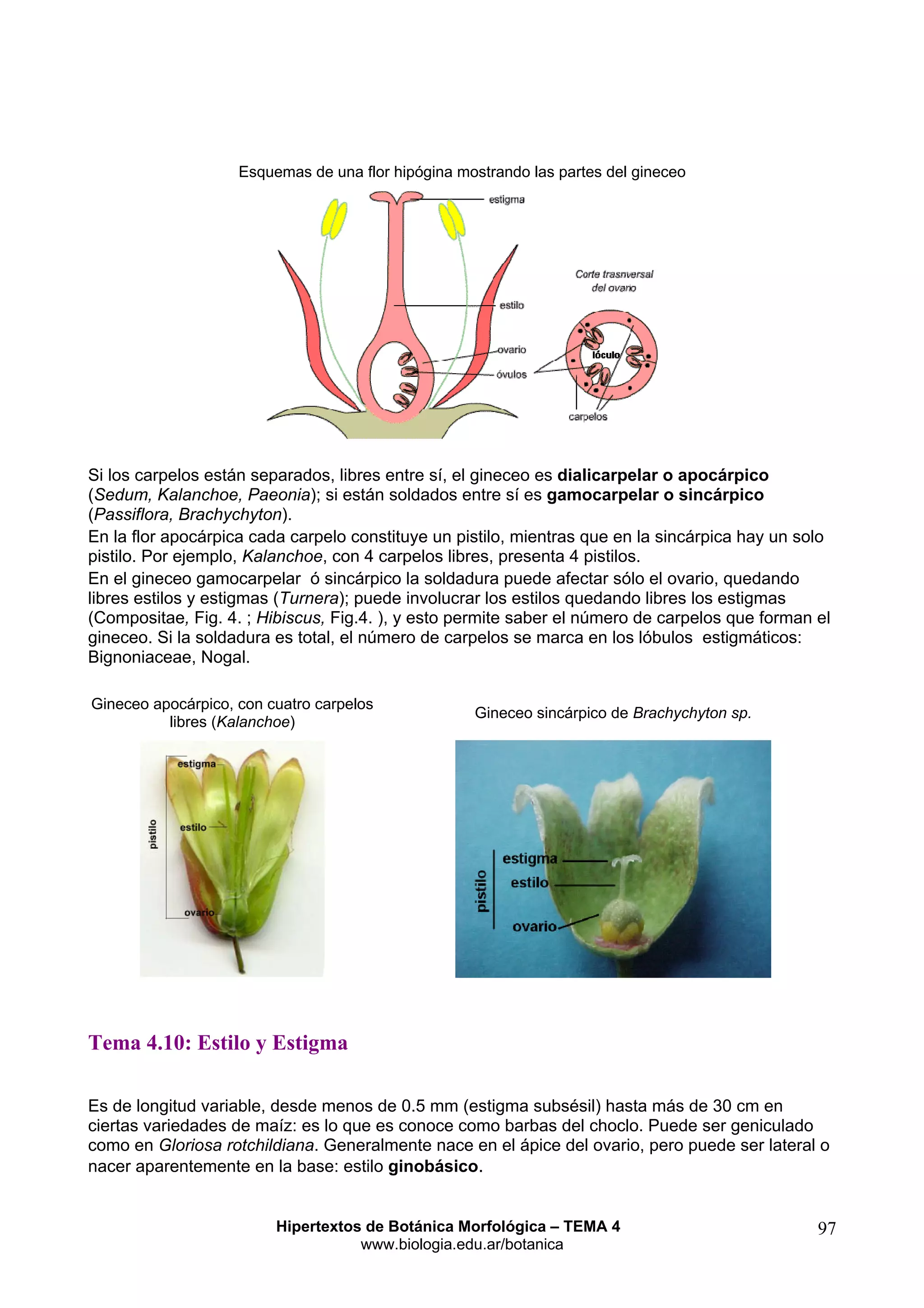 Tema4-Flor- Hipertextos de Botánica Morfológica www.biologia.edu.ar