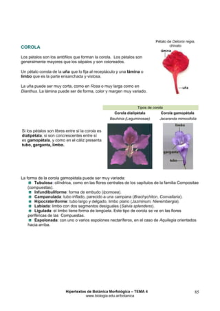 Tema4-Flor- Hipertextos de Botánica Morfológica www.biologia.edu.ar