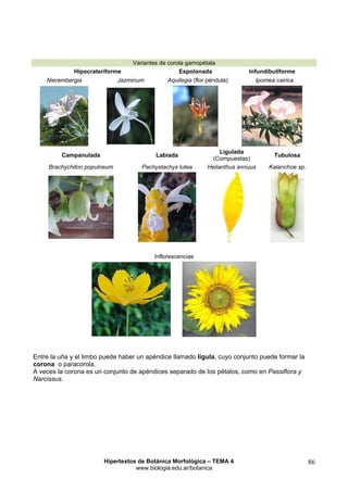 Tema4-Flor- Hipertextos de Botánica Morfológica www.biologia.edu.ar