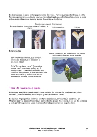 Tema4-Flor- Hipertextos de Botánica Morfológica www.biologia.edu.ar
