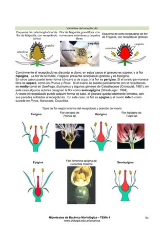 Tema4-Flor- Hipertextos de Botánica Morfológica www.biologia.edu.ar