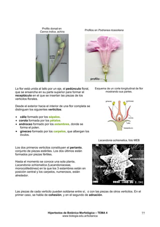 Tema4-Flor- Hipertextos de Botánica Morfológica www.biologia.edu.ar