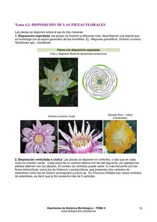 Tema4-Flor- Hipertextos de Botánica Morfológica www.biologia.edu.ar
