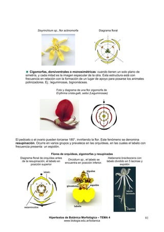 Tema4-Flor- Hipertextos de Botánica Morfológica www.biologia.edu.ar