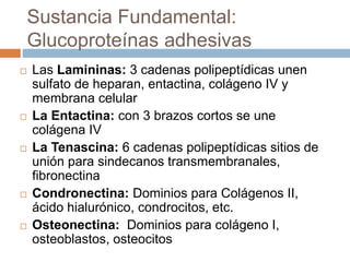 Tema 4.matriz extracelular, histología | PPTX