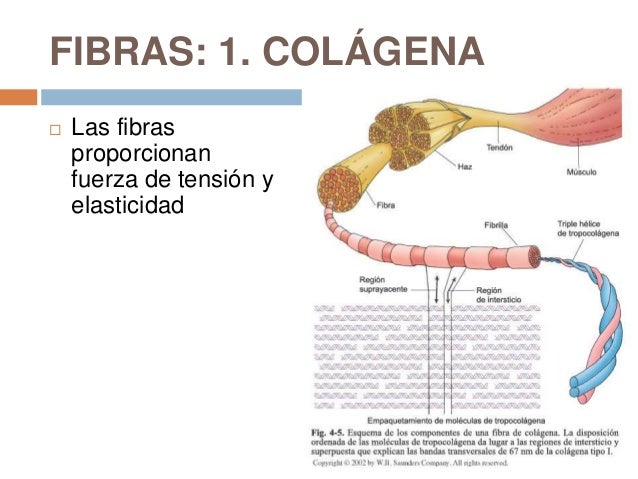 Tema 4.matriz extracelular, histología