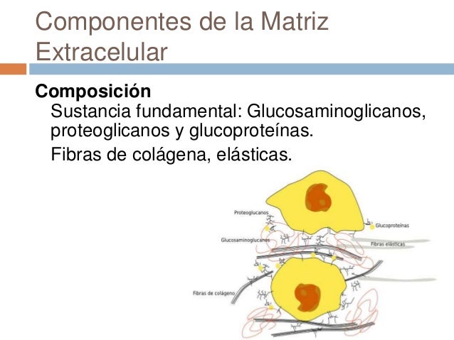 Tema 4.matriz extracelular, histología
