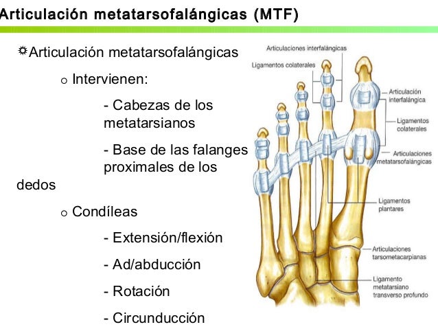 Tema 4.5. articulaciones del miembro inferior. pie