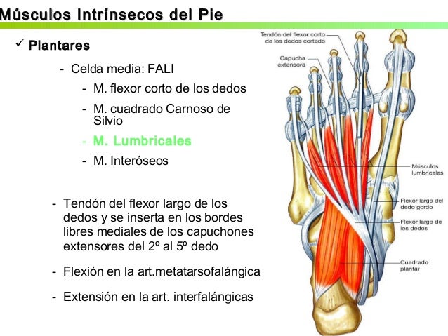 Exercicios De Musculos Intrinsecos Do Pe Tema 4.5. Articulaciones Del