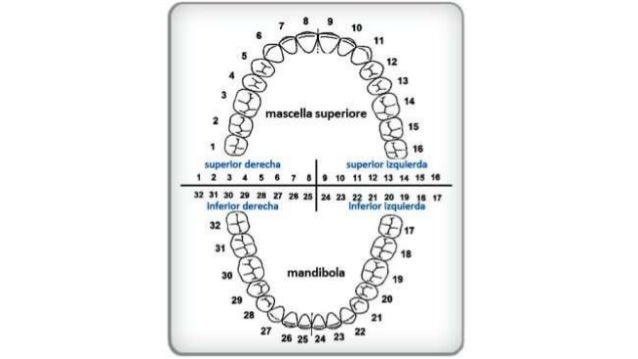 Tema 4. clasificación de las piezas dentarias