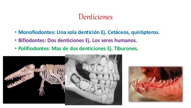 Tema 4. clasificación de las piezas dentarias