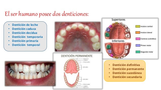 Tema 4. clasificación de las piezas dentarias