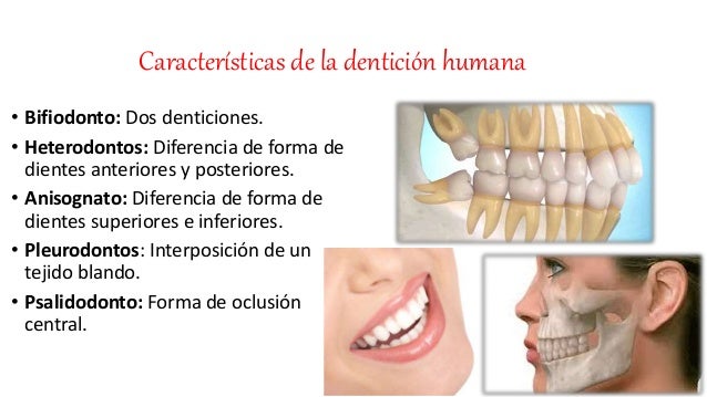 Tema 4. clasificación de las piezas dentarias