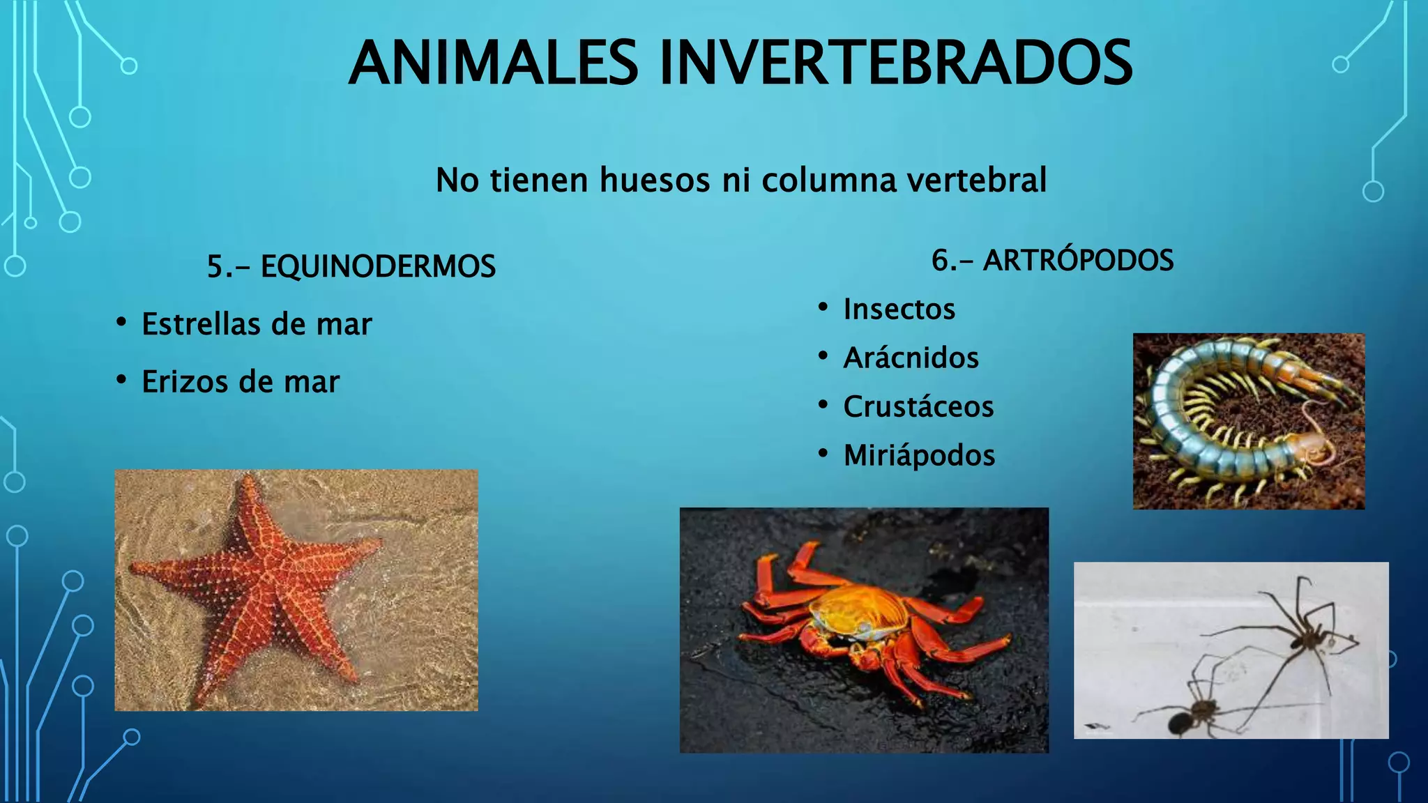 Unidad 4 Los animales invertebrados | PPTX