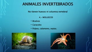 Unidad 4 Los animales invertebrados | PPTX