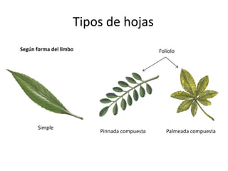 Tema 4. las_plantas.pdf