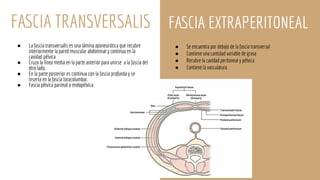 TEMA 4 - HERNIAS ABDOMINALES E INGUINALES.pdf