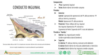TEMA 4 - HERNIAS ABDOMINALES E INGUINALES.pdf