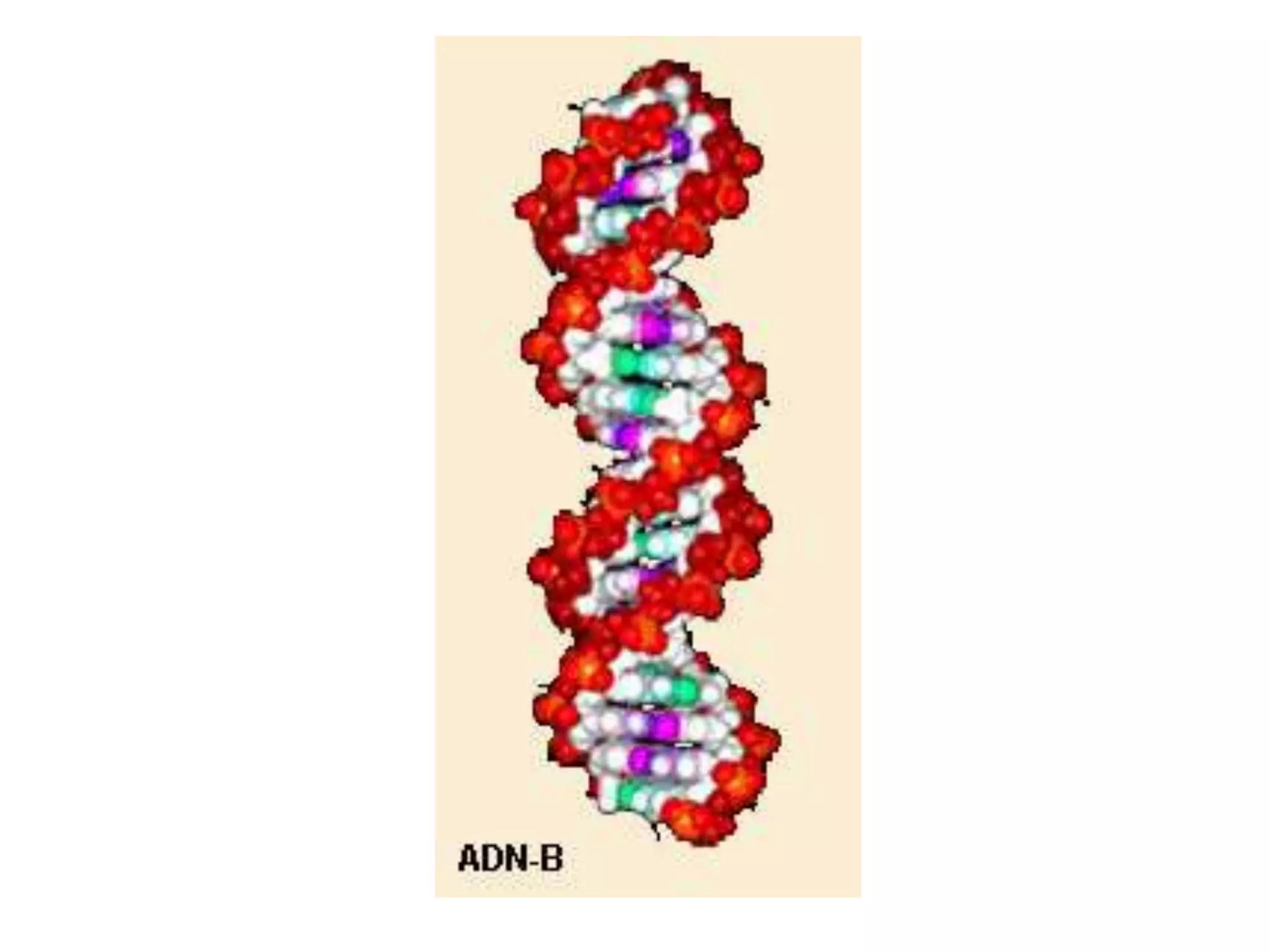 Tema 40 Estructura de los ácidos nucleicos: aspectos generales, formas ...