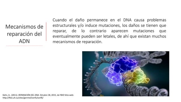 Tema 44 Mecanismos de reparación del ADN: escisión de nucleótidos y r…
