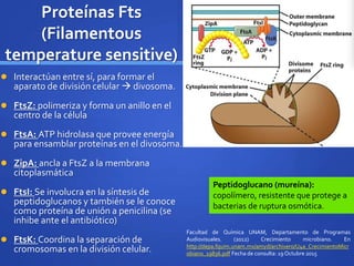 Tema 47 Formas de división celular: fisión binaria (efectos genéticos ...