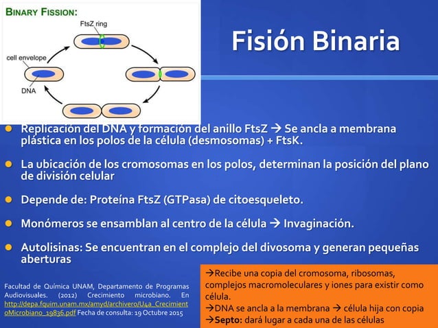 Tema 47 Formas de división celular: fisión binaria (efectos genéticos ...
