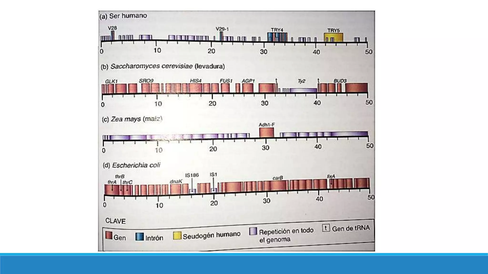 Tema 48 Concepto de: gen, genoma, transcriptoma y proteoma | PPTX ...