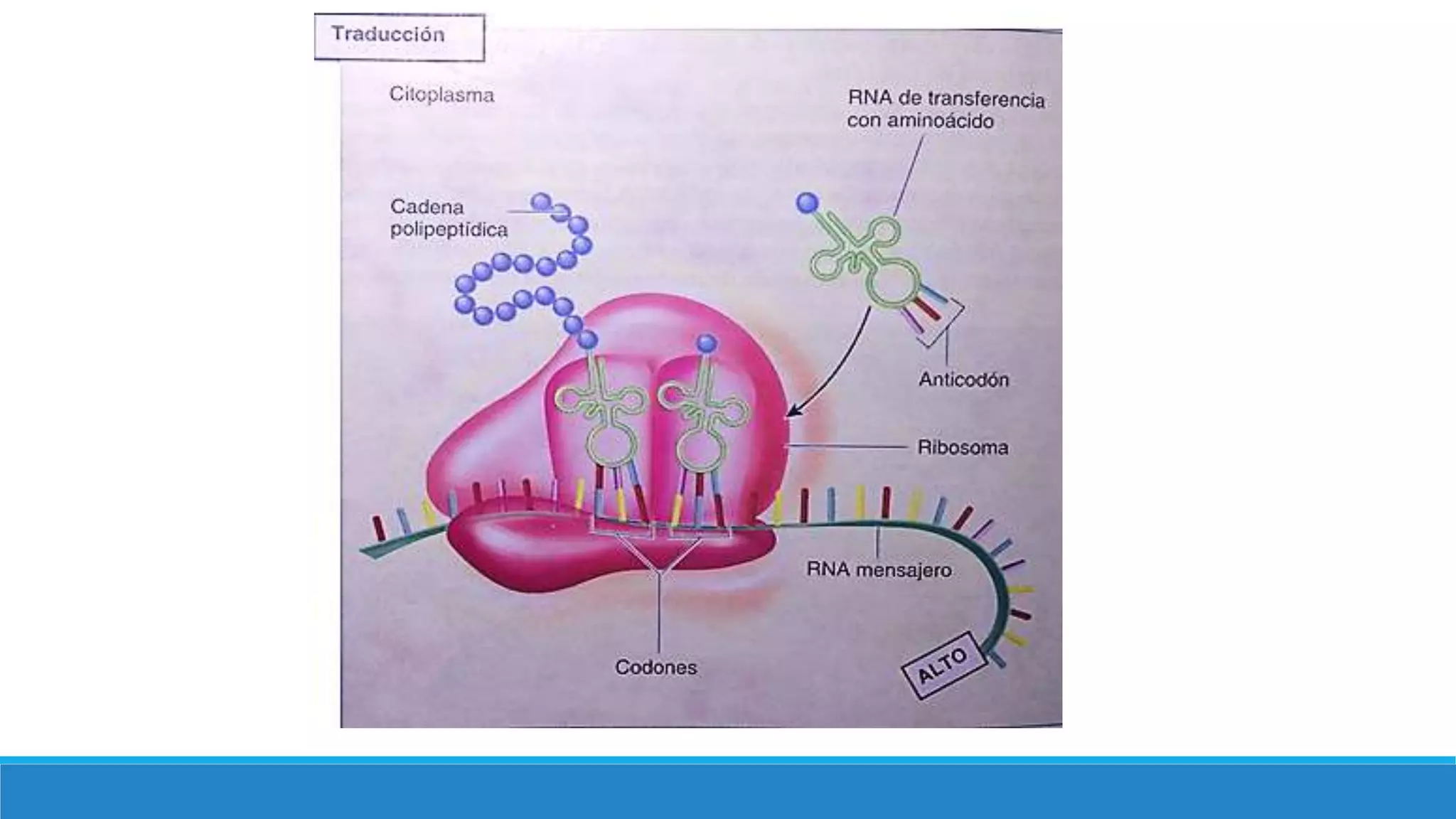 Tema 48 Concepto de: gen, genoma, transcriptoma y proteoma | PPTX ...