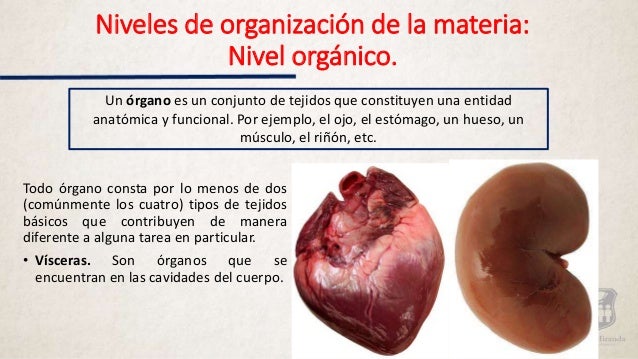 Niveles de organización de la materia: Orgánico y Sistémico.