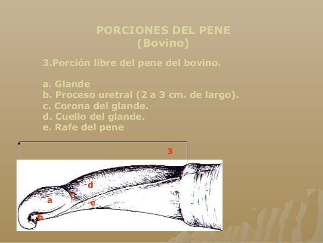 Tema 4 anatomia