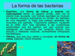 Tema 4 componentes de la célula procariótica | PPT