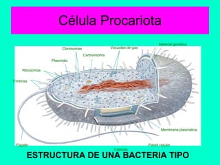 Tema 4 componentes de la célula procariótica | PPT