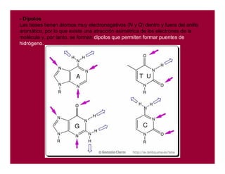 Tema 4 compuestos heterocíclicos de interés biológico | PDF