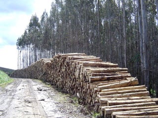 Medición de Madera Apilada (I) | PPT