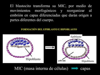 Tema 4 desarrollo sistema nervioso cerebro y conducta ulacit | PDF