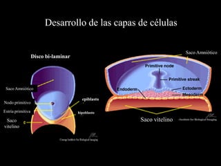 Tema 4 desarrollo sistema nervioso cerebro y conducta ulacit | PDF