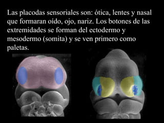 Tema 4 desarrollo sistema nervioso cerebro y conducta ulacit | PDF