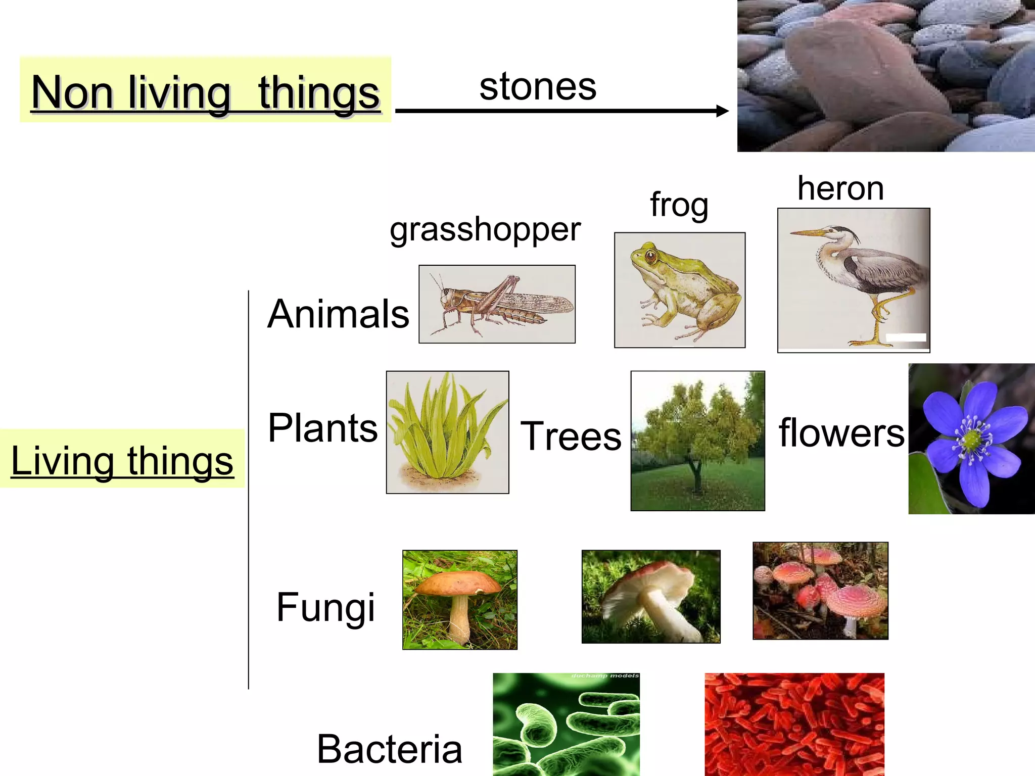 Tema 4 food chain | PPT