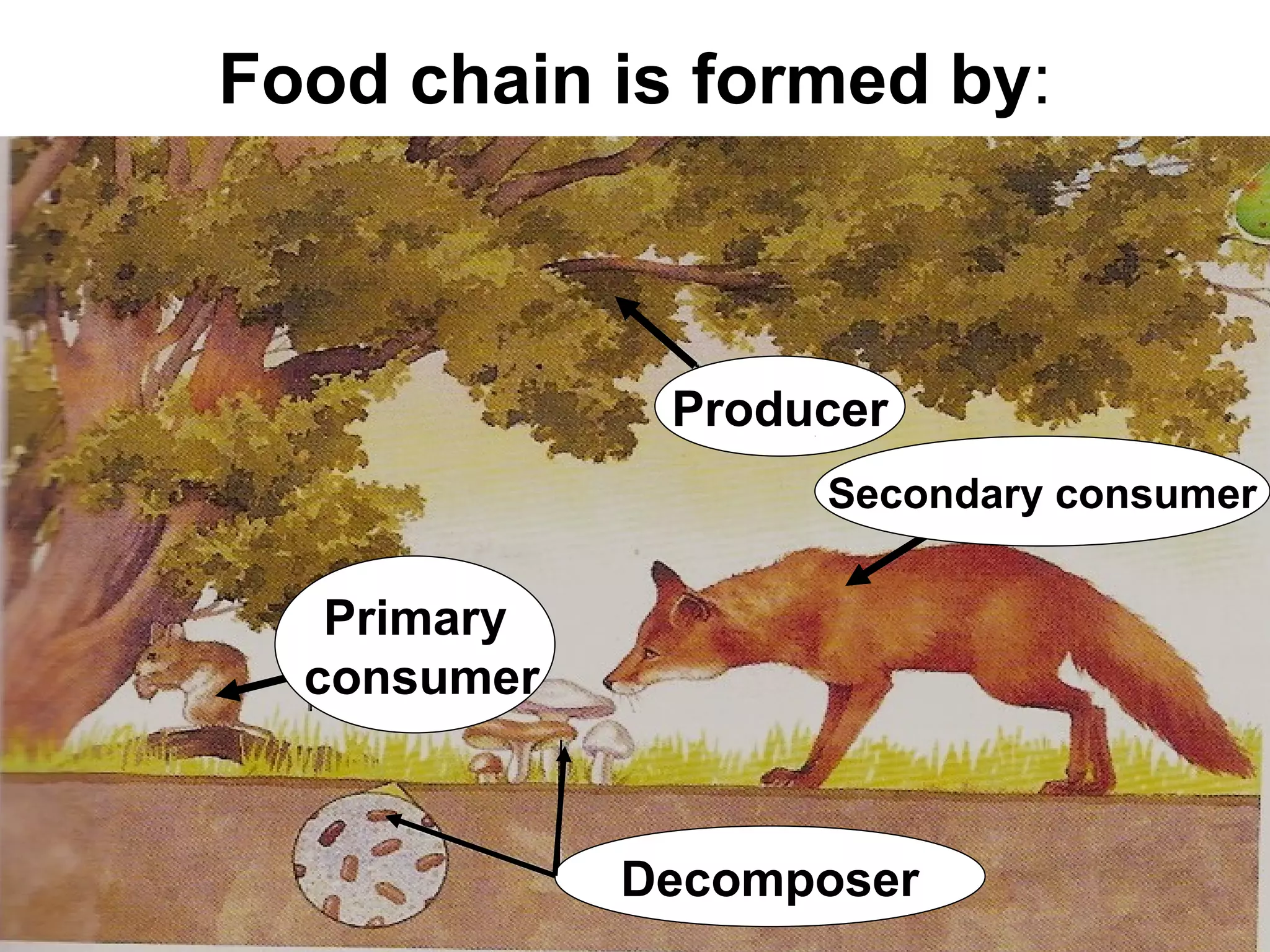Tema 4 food chain | PPT