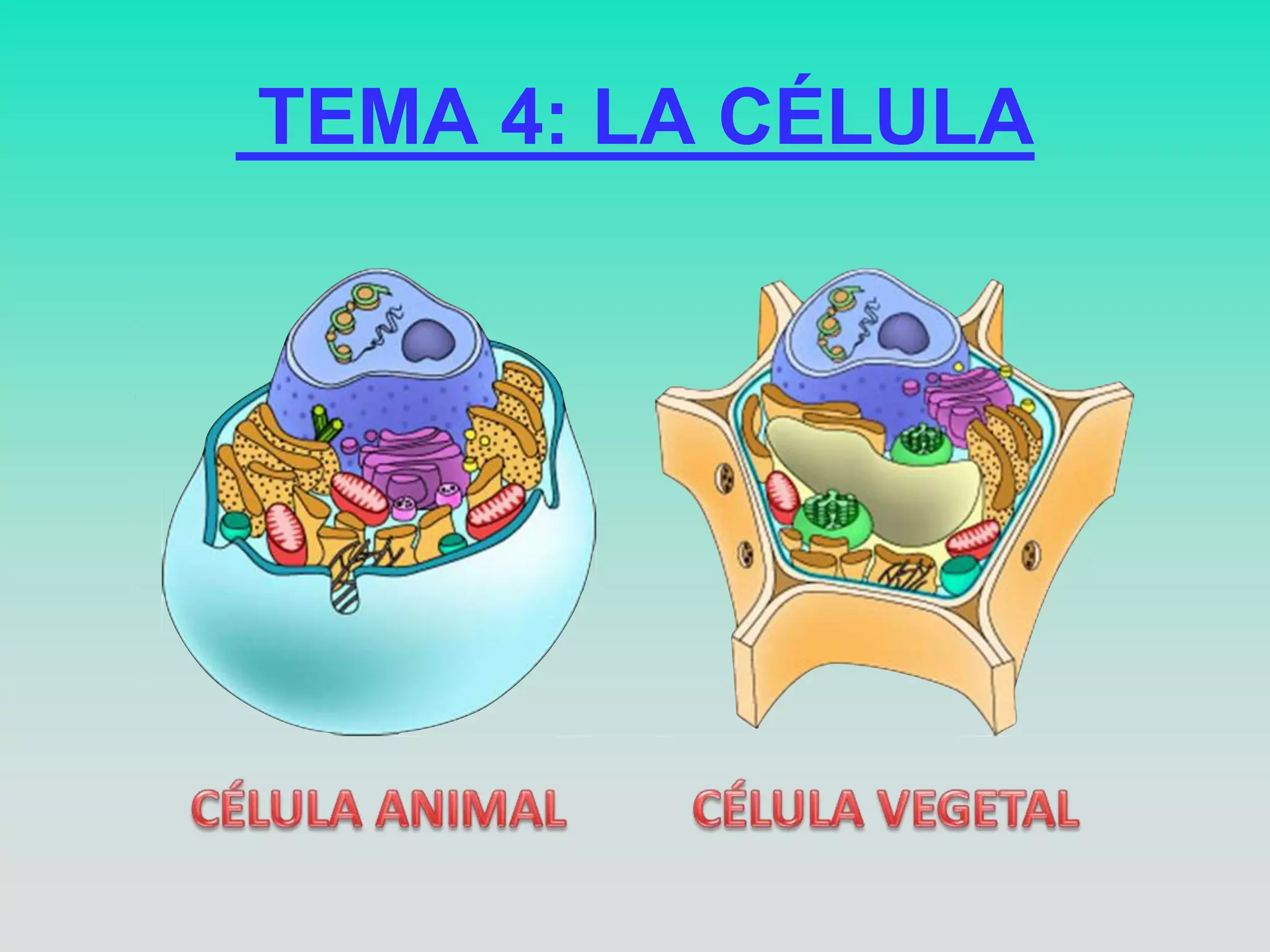 Tema 4 la célula | PPTX