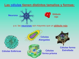 Tema 4 la célula | PPTX
