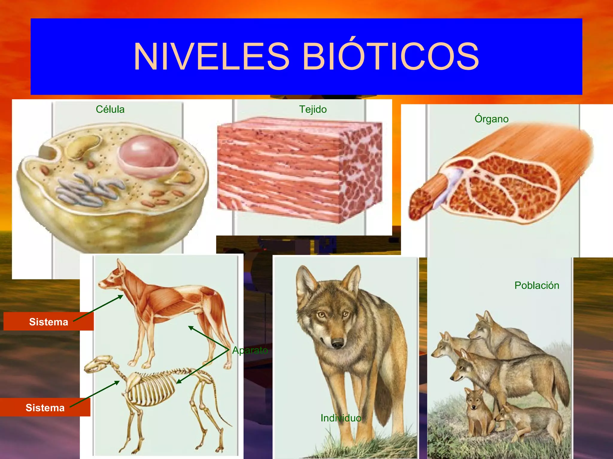 Tema 4 la organización y estructura de los seres vivos | PPT